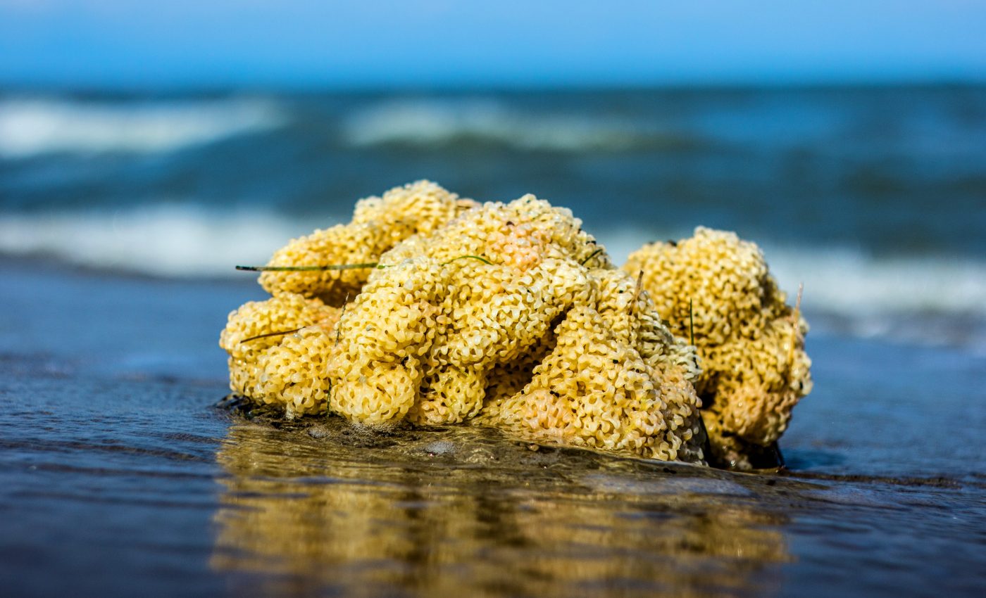 Tiny Rods In Sea Sponges Are Awesome At Not Buckling