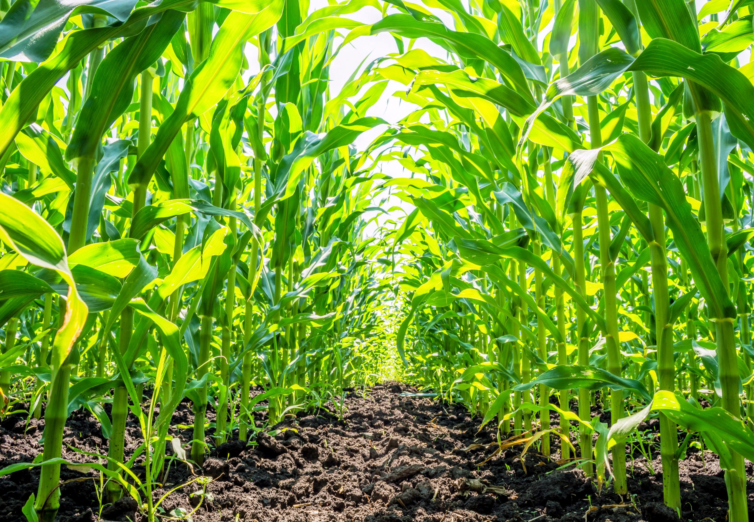 Corn waste can be transformed into powerful water filters - Earth.com
