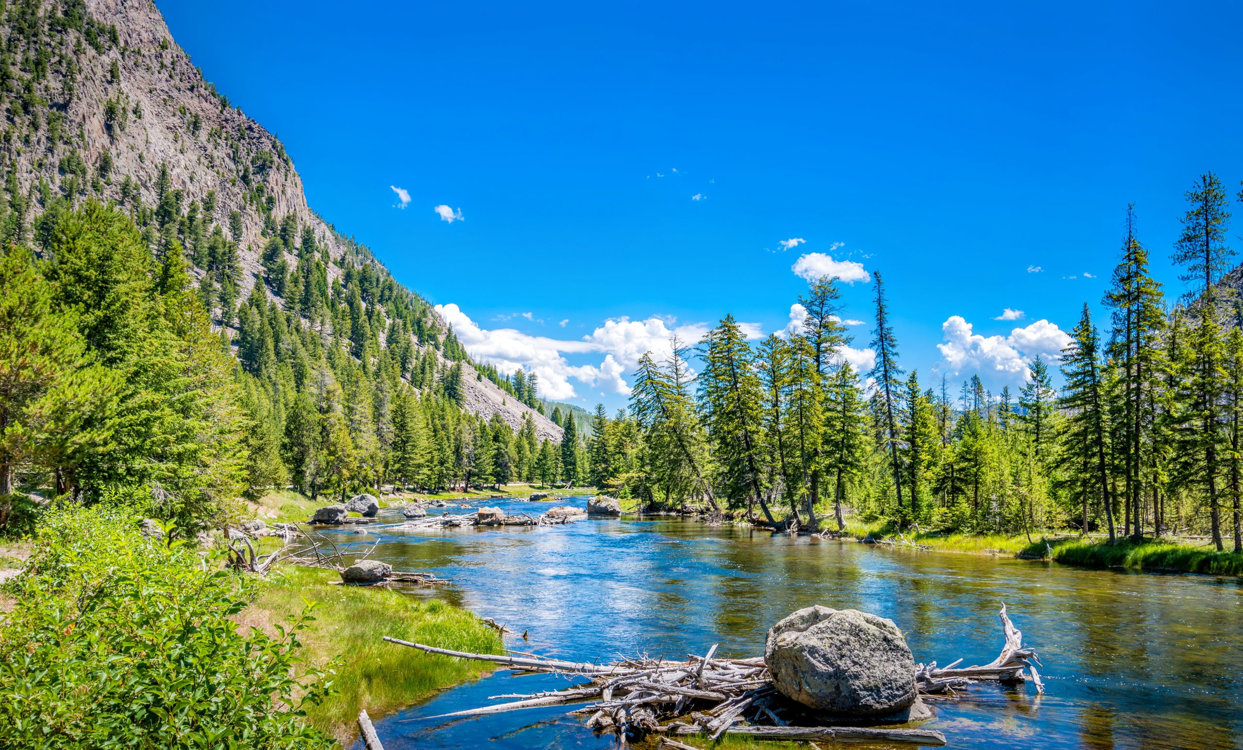 Success of rewilding efforts depends on the landscape - Earth.com