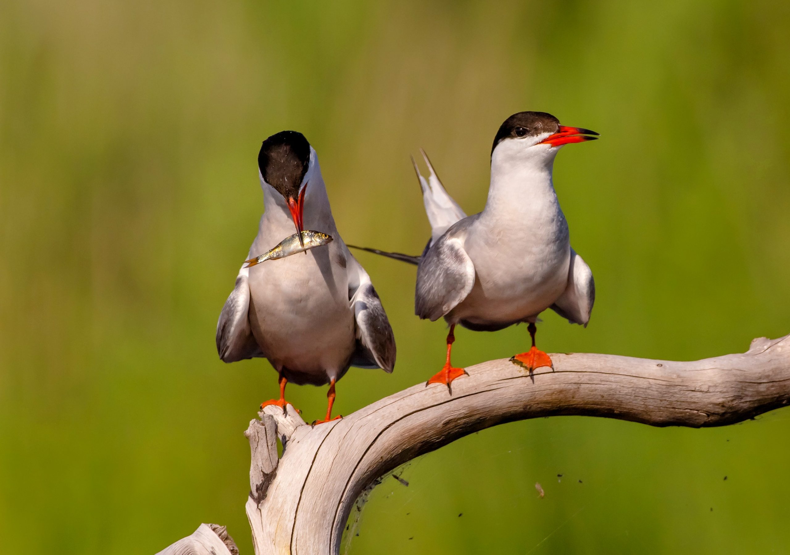 Foraging habits of seabirds altered by turbulent tidal flows - Earth.com