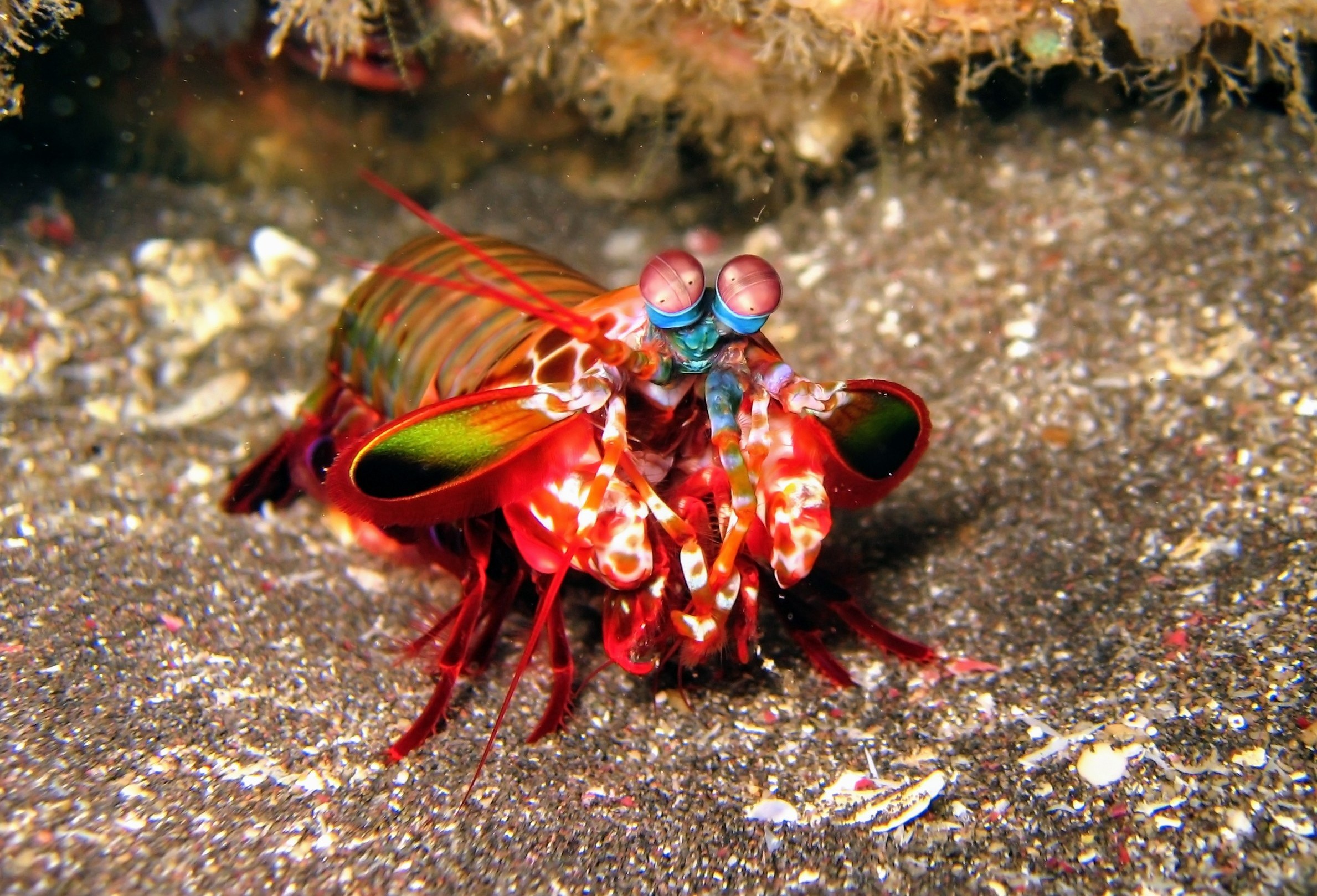 Baby Mantis Shrimp Are Ferocious Predators Earth Baby Mantis Shrimp Are Ferocious Predators Earth