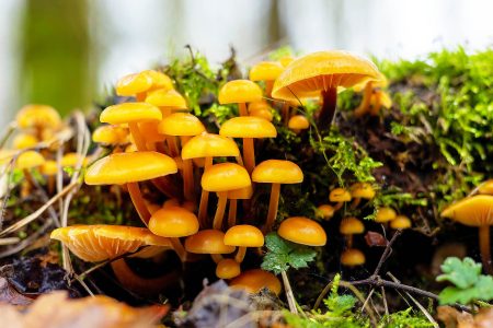 A Beginner's Guide to Mycology - Earth.com