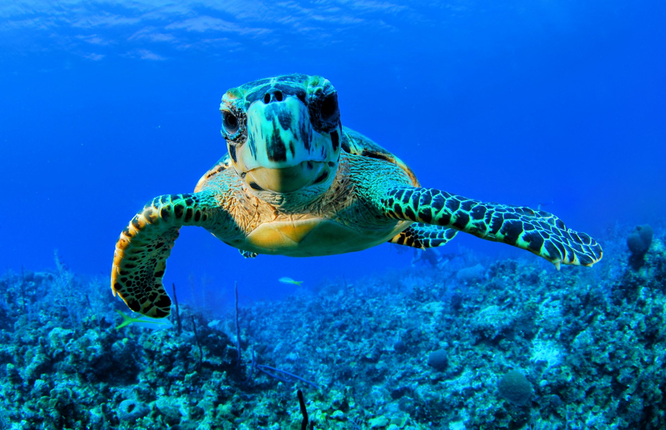 Grand Cayman Sea Turtles See The Largest Sea Turtles In The Cayman Grand Cayman Sea Turtles See The Largest Sea Turtles In The Cayman