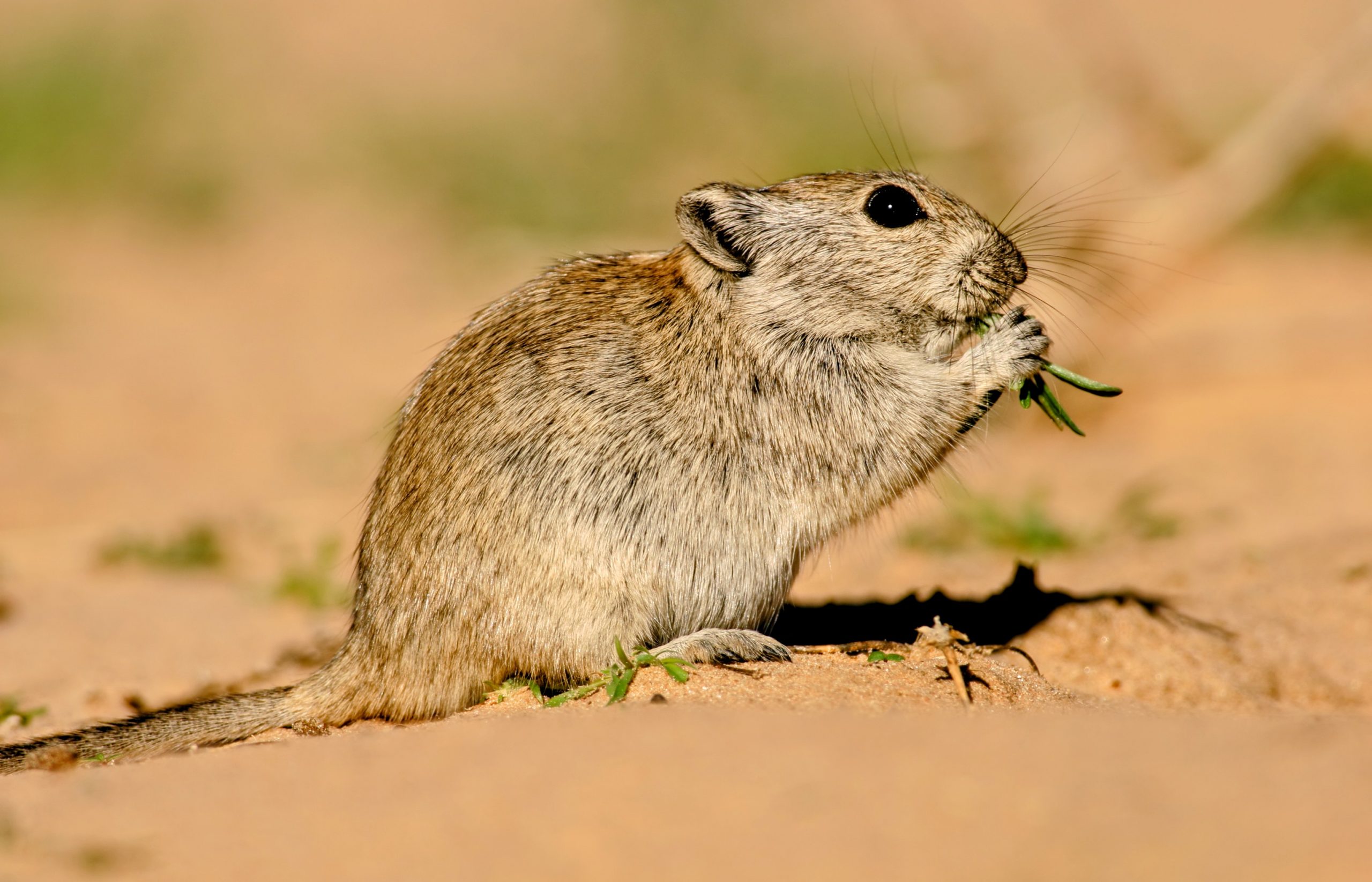 Animals have multiple genetic mechanisms for desert survival - Earth.com