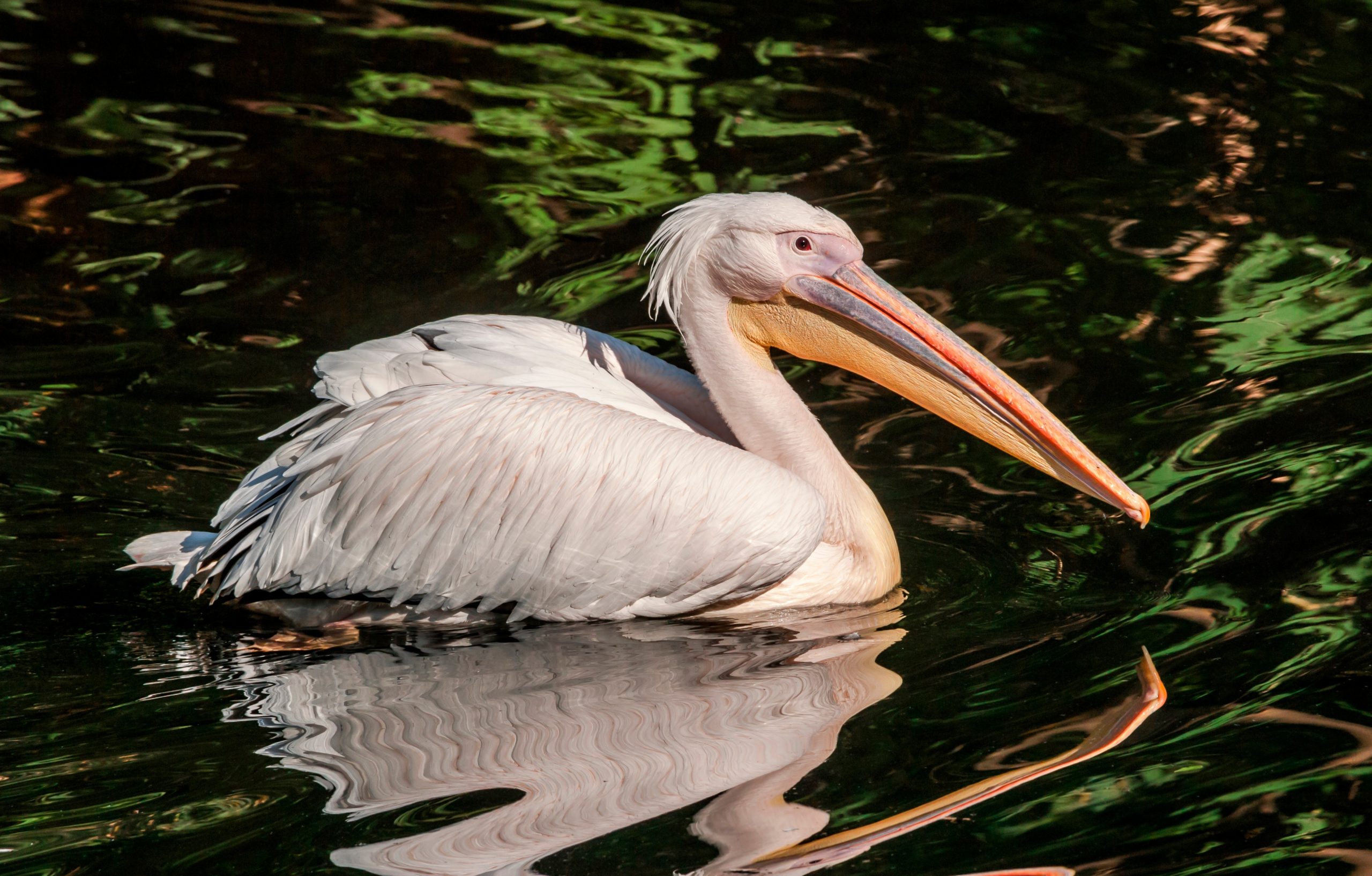 Social bonds are key to breeding success among pelicans - Earth.com
