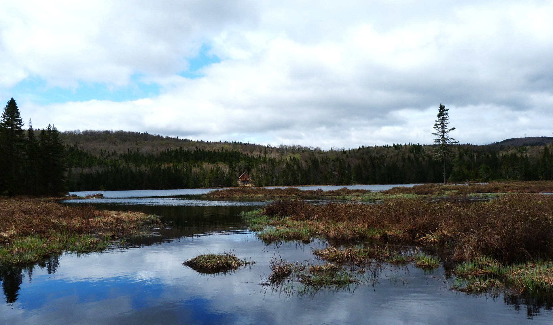 Mysterious Creatures of the Taiga Biome - Earth.com
