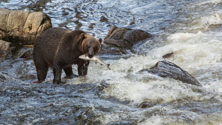 Mysterious Creatures of the Taiga Biome - Earth.com