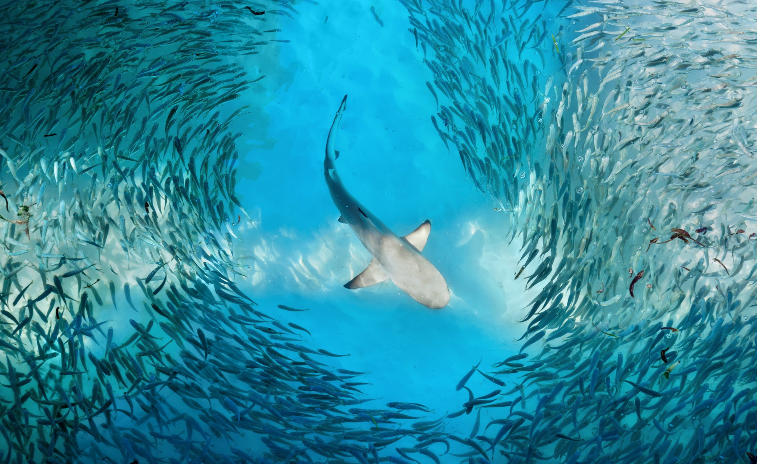 Artificial insemination project confirms "virgin births" in sharks ...