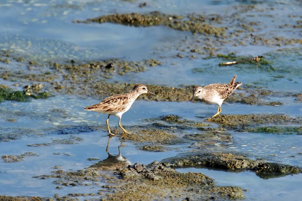 Interessantes "Animais Estuarinos:" Callinectes, Corophiums ...