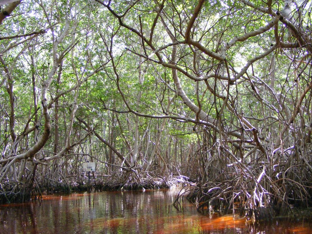 Interessantes "Animais Estuarinos:" Callinectes, Corophiums ...