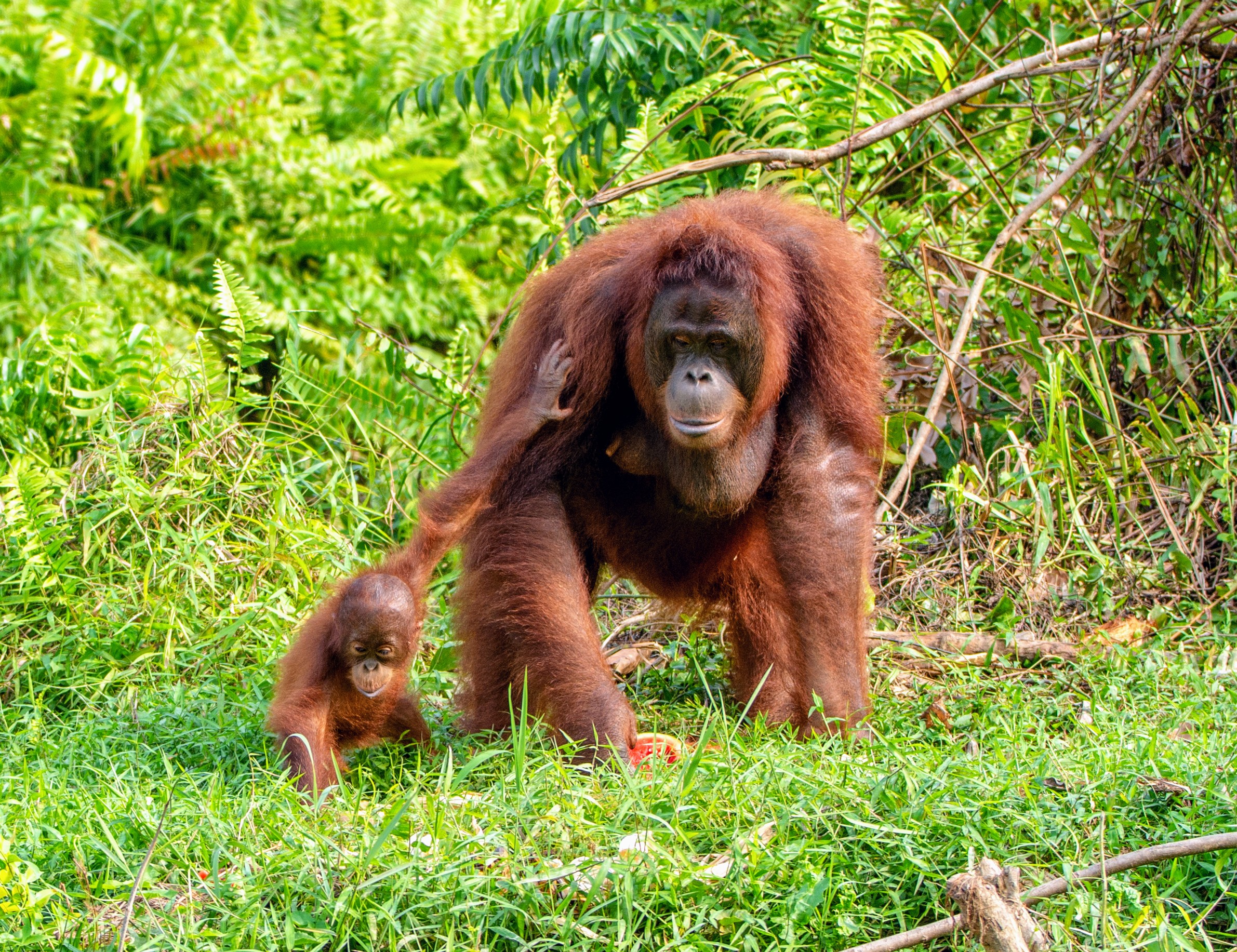 Sex-specific social learning patterns found in young orangutans - Earth.com