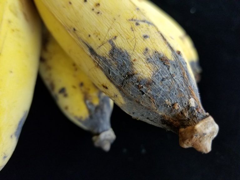 A Beginner's Guide to Mycology - Earth.com