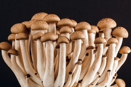 A Beginner's Guide to Mycology - Earth.com
