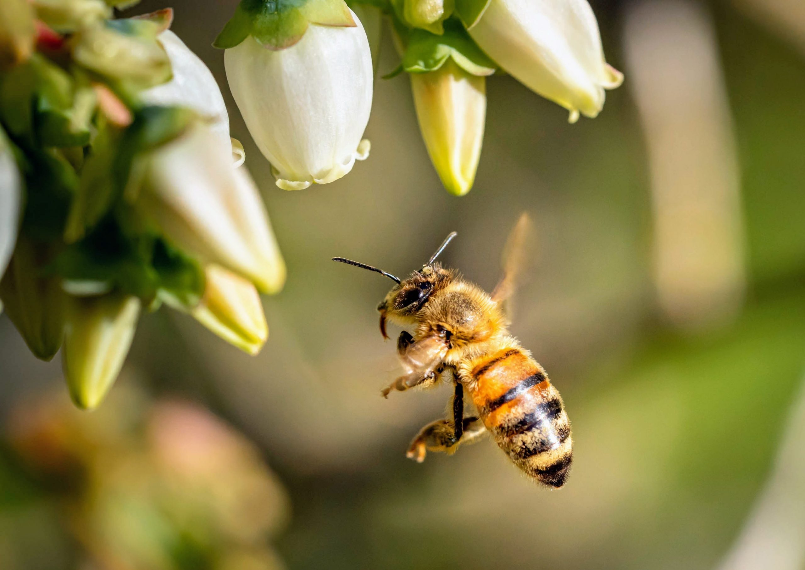 Wild bees struggle to recover after extreme weather events - Earth.com