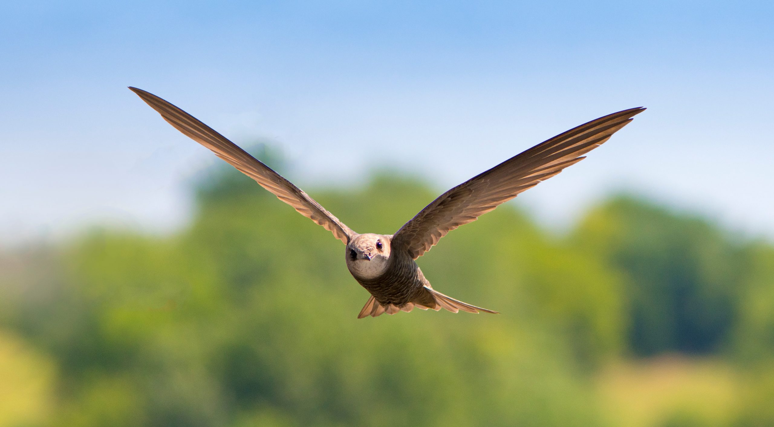 Common swifts are even faster than previously realized - Earth.com