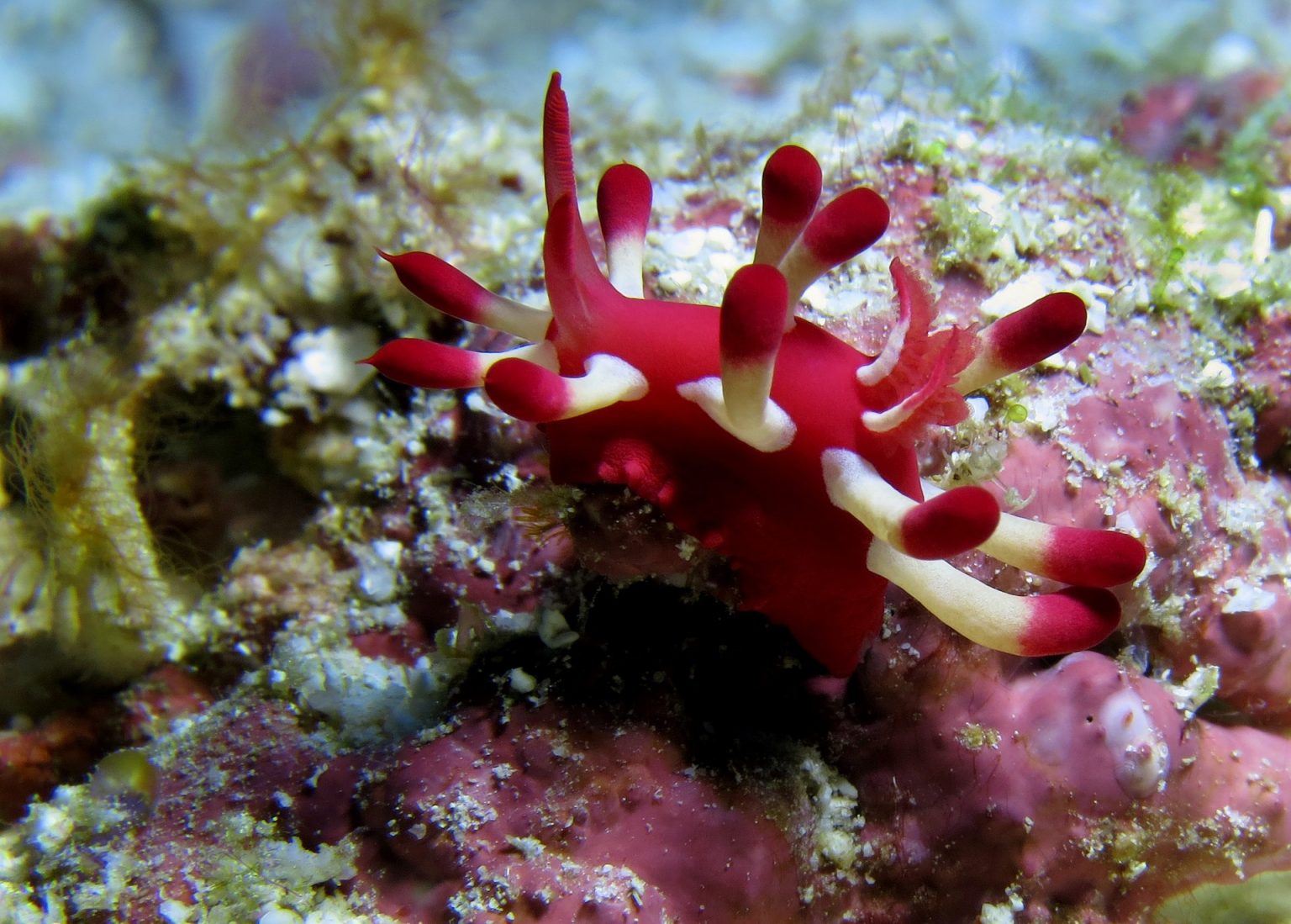 Diving Into the Crazy and Beautiful World of Nudibranchs - Earth.com