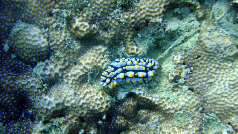Diving Into the Crazy and Beautiful World of Nudibranchs - Earth.com