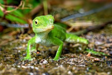 Anole lizards have adapted their own version scuba diving • Earth.com