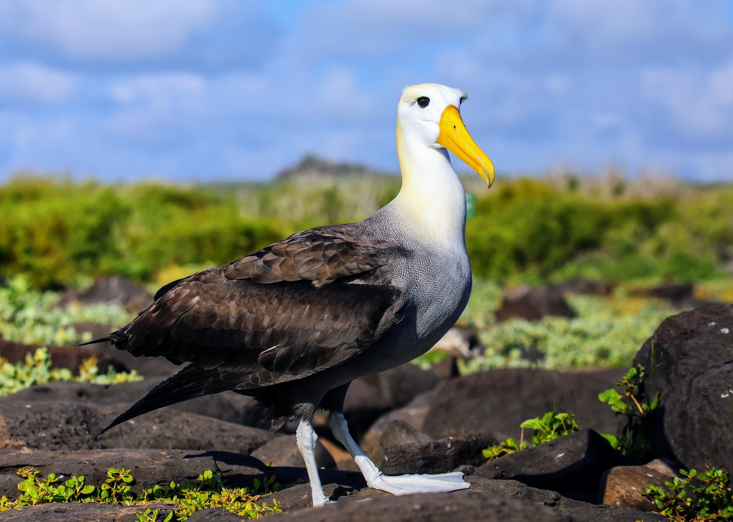 Declining reproductive success in seabirds is a red flag for ocean ...