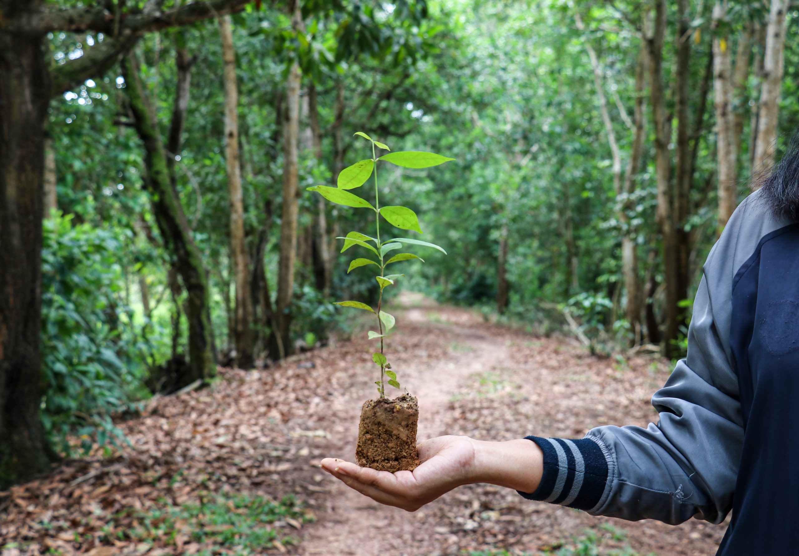 Intense nature restoration needed to address the climate crisis - Earth.com