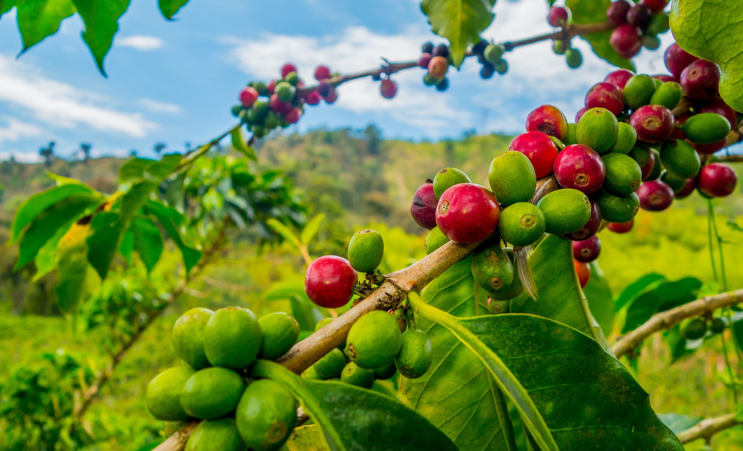 Coffee-killing fungus has acquired genes from its relatives - Earth.com