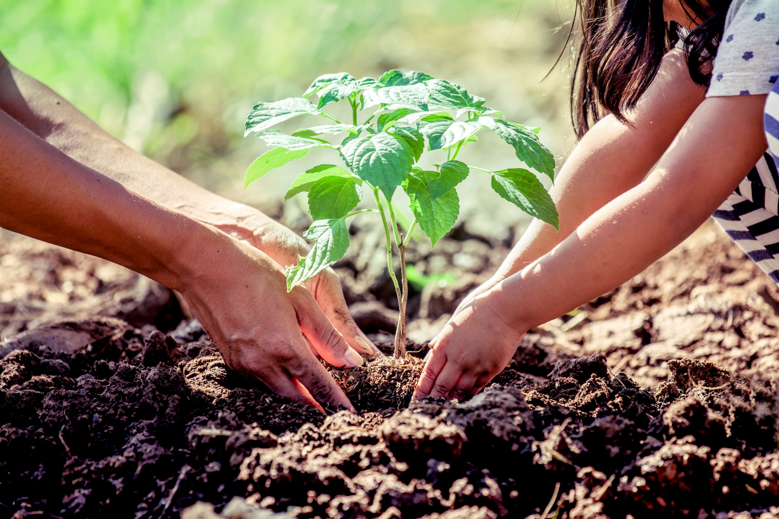 How plants distinguish between good and bad microbes - Earth.com