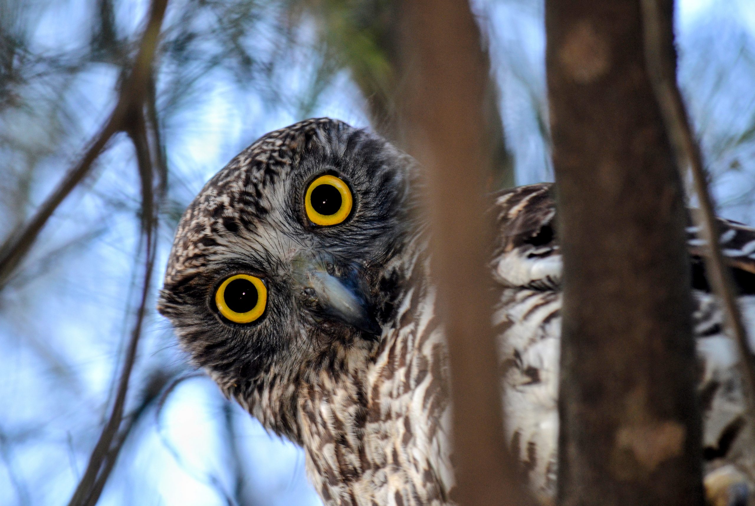 Invasive Pittosporum trees are destroying owl habitats - Earth.com