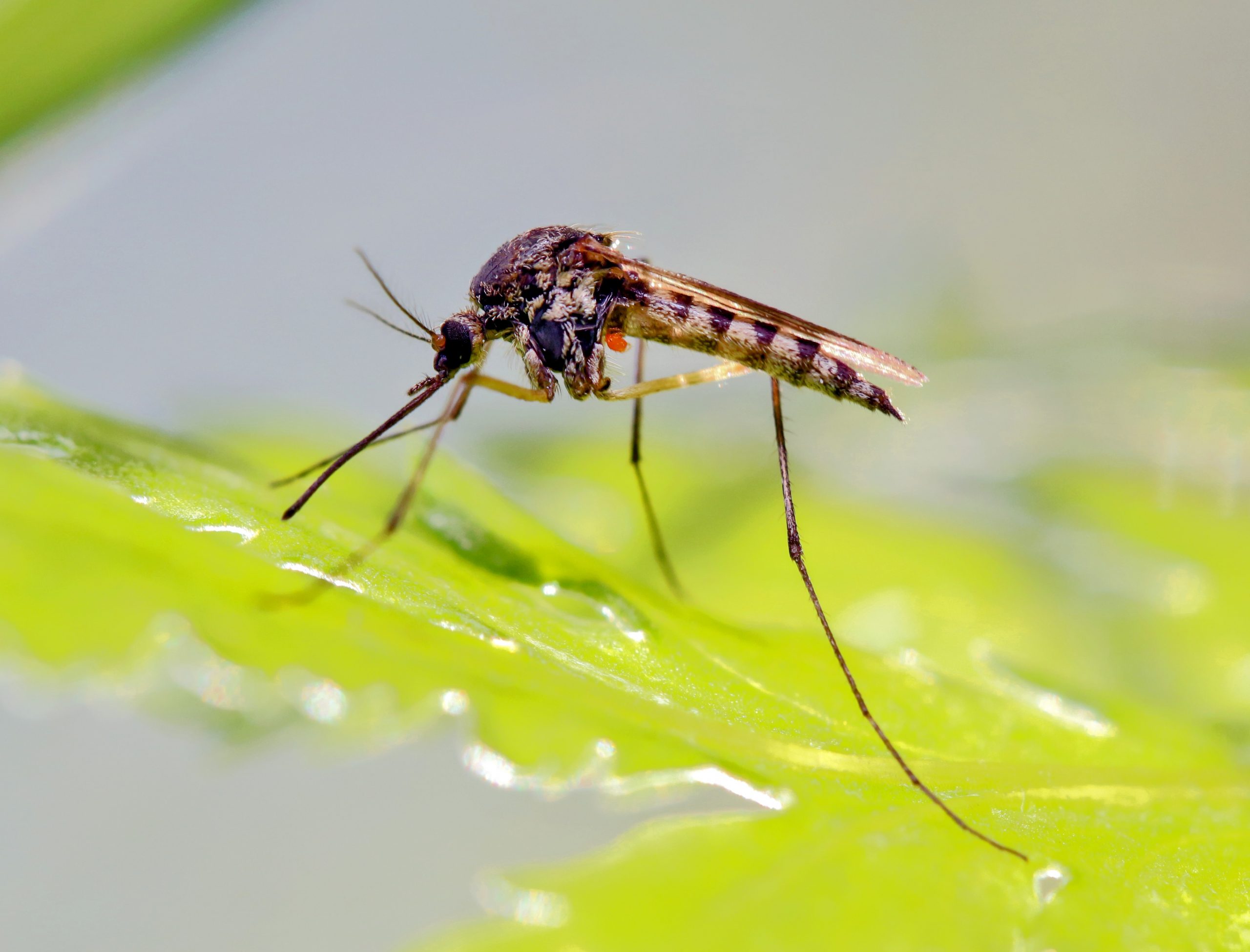 Mosquitoes could become active year-round - Earth.com