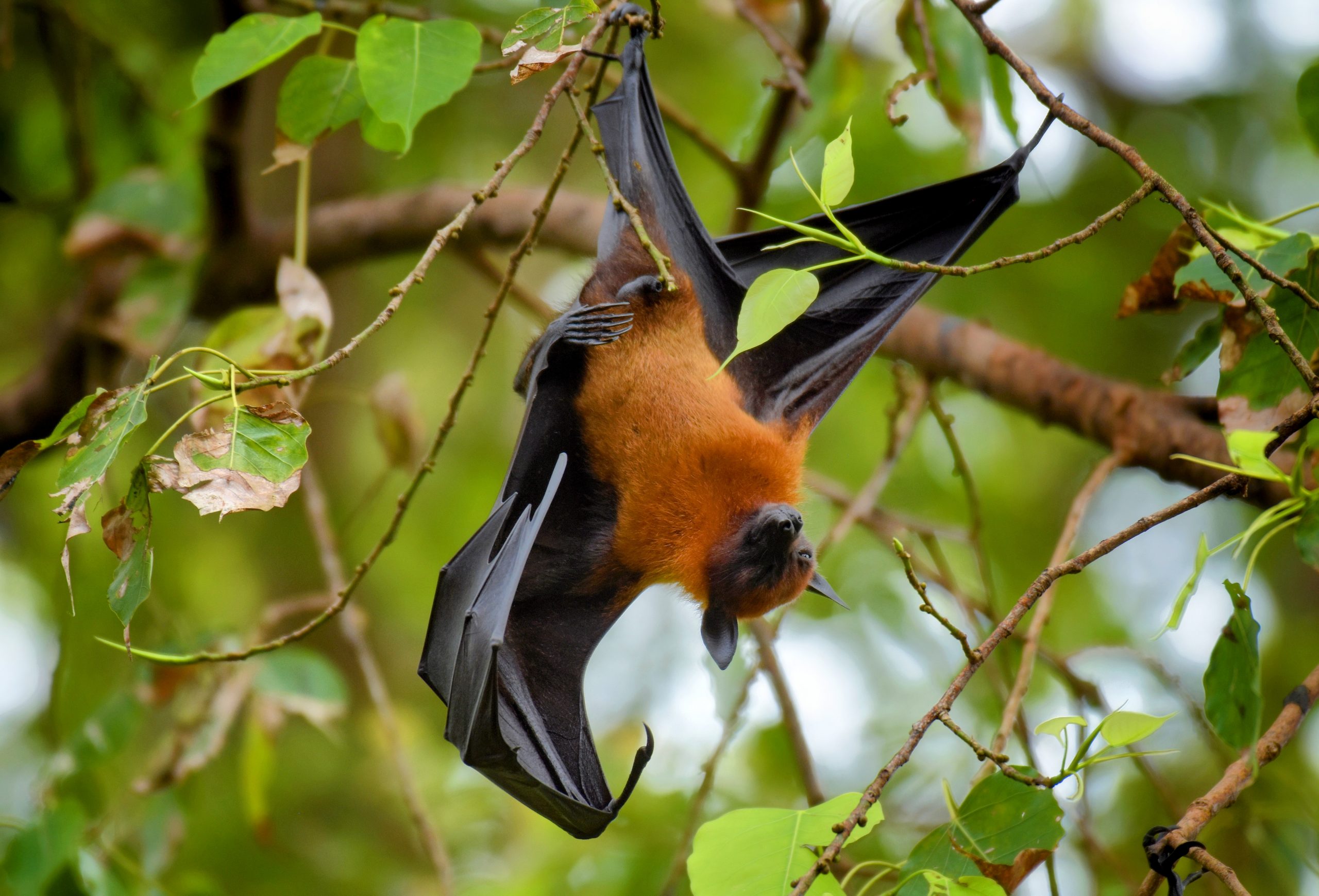 Swiss bats may harbor zoonotic diseases - Earth.com