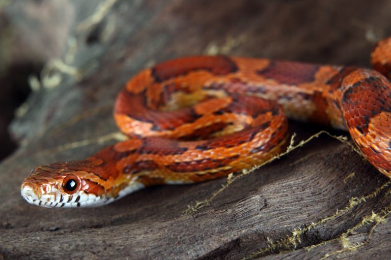 8 Surprising Facts About the Rat Snake - Earth.com