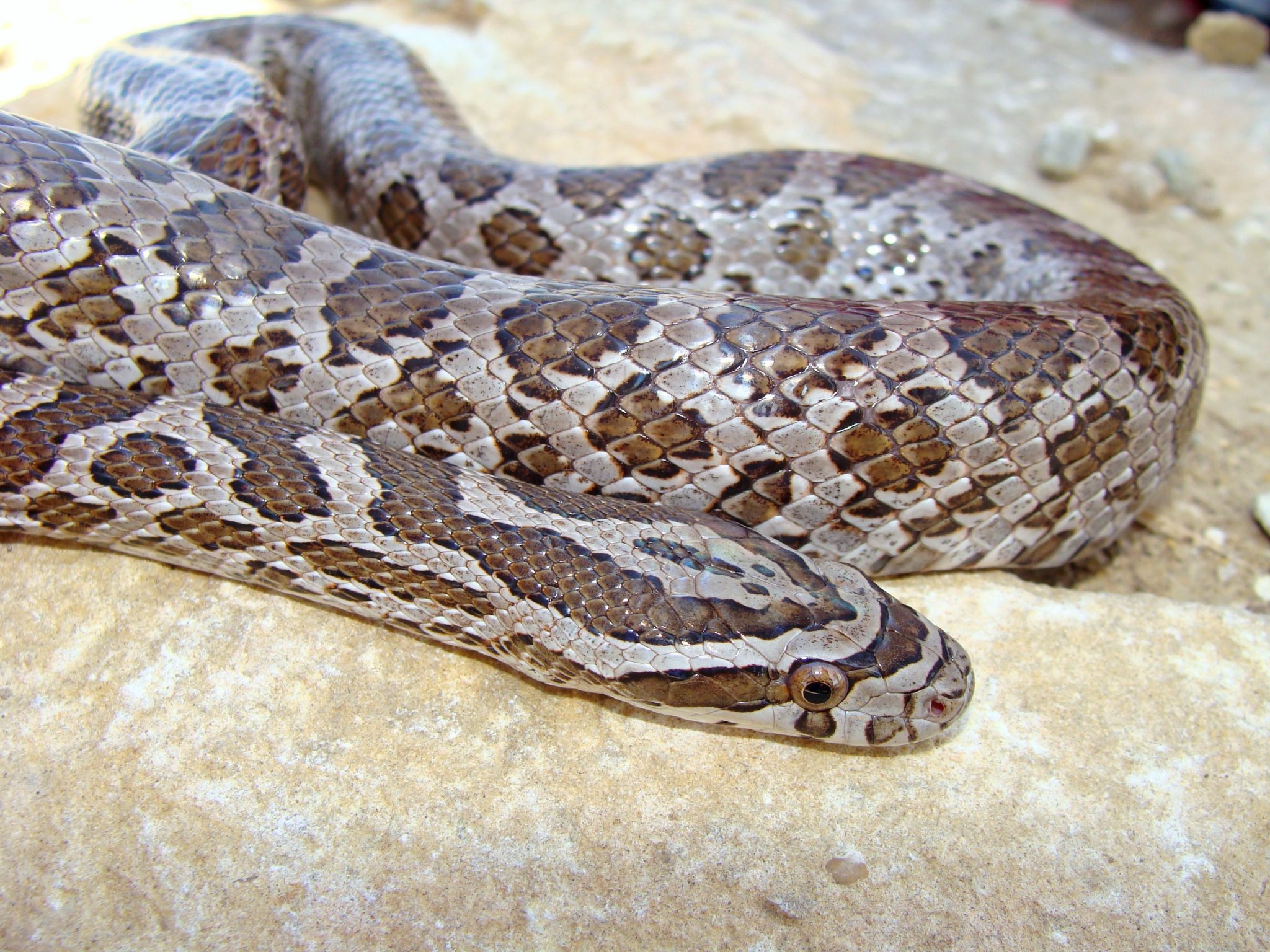 8 Surprising Facts About the Rat Snake - Earth.com