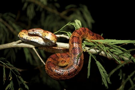 8 Surprising Facts About the Rat Snake - Earth.com