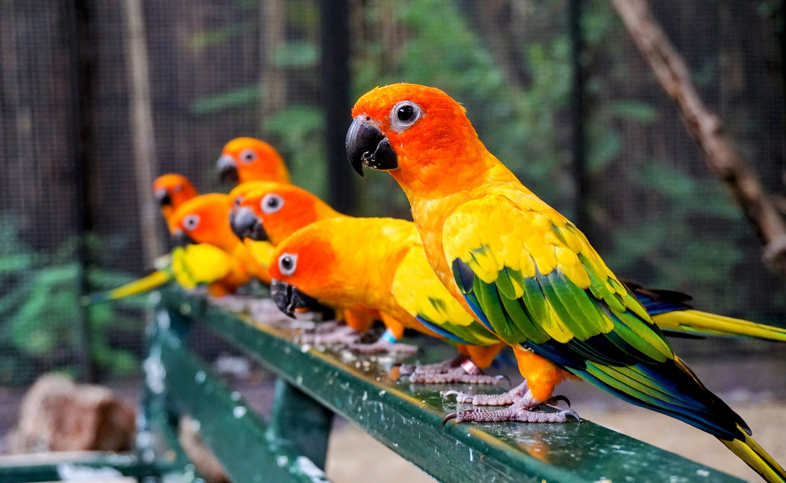 Imitation guides important social decisions among parrots - Earth.com