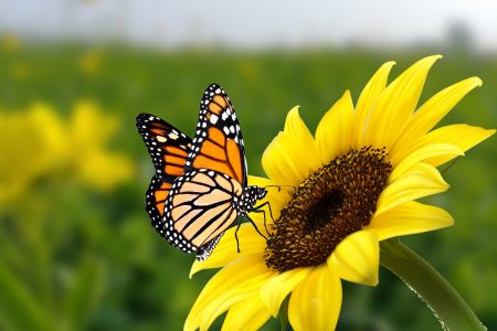 Vanishing butterflies linked to nitrogen surplus • Earth.com