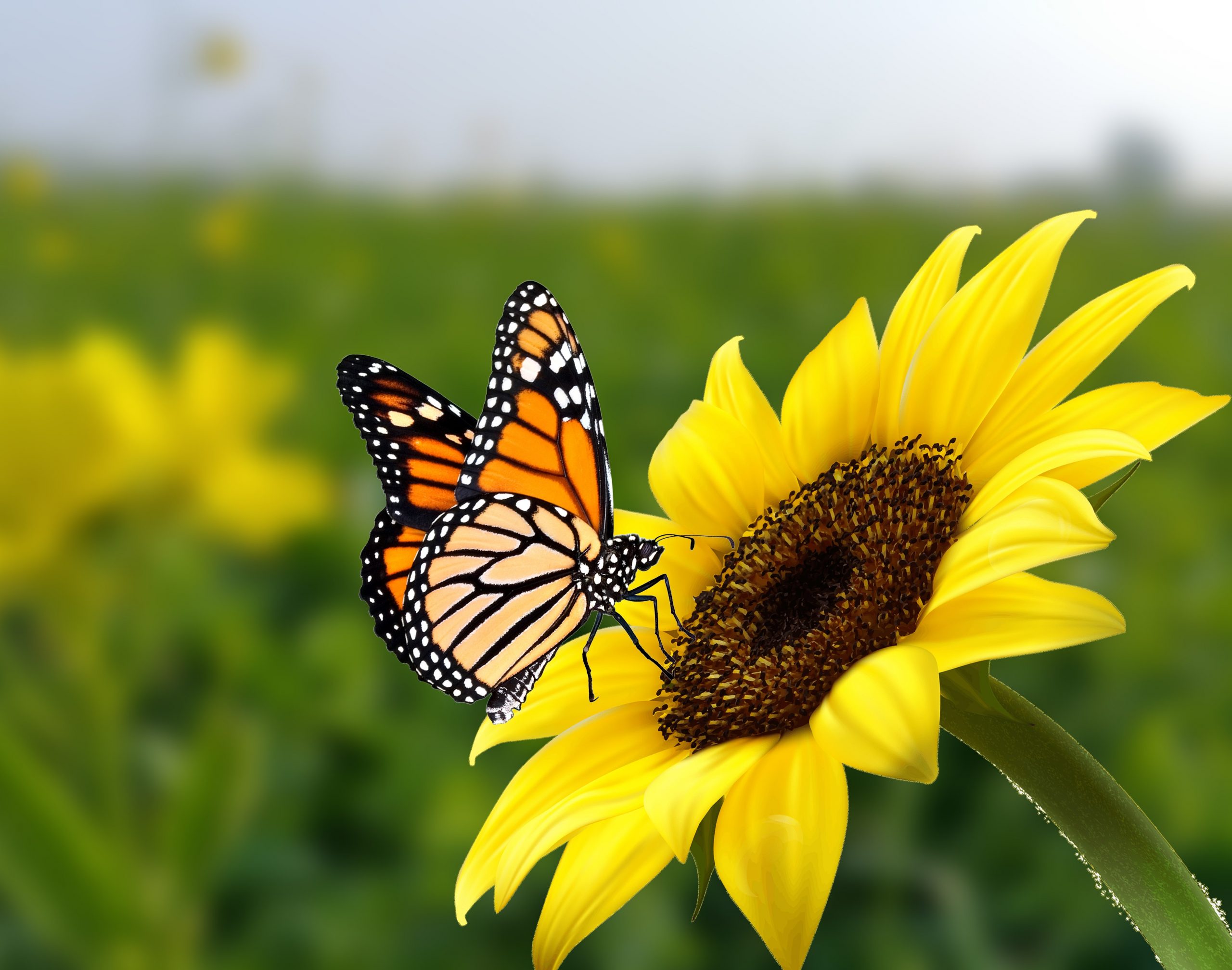 Vanishing butterflies linked to nitrogen surplus - Earth.com