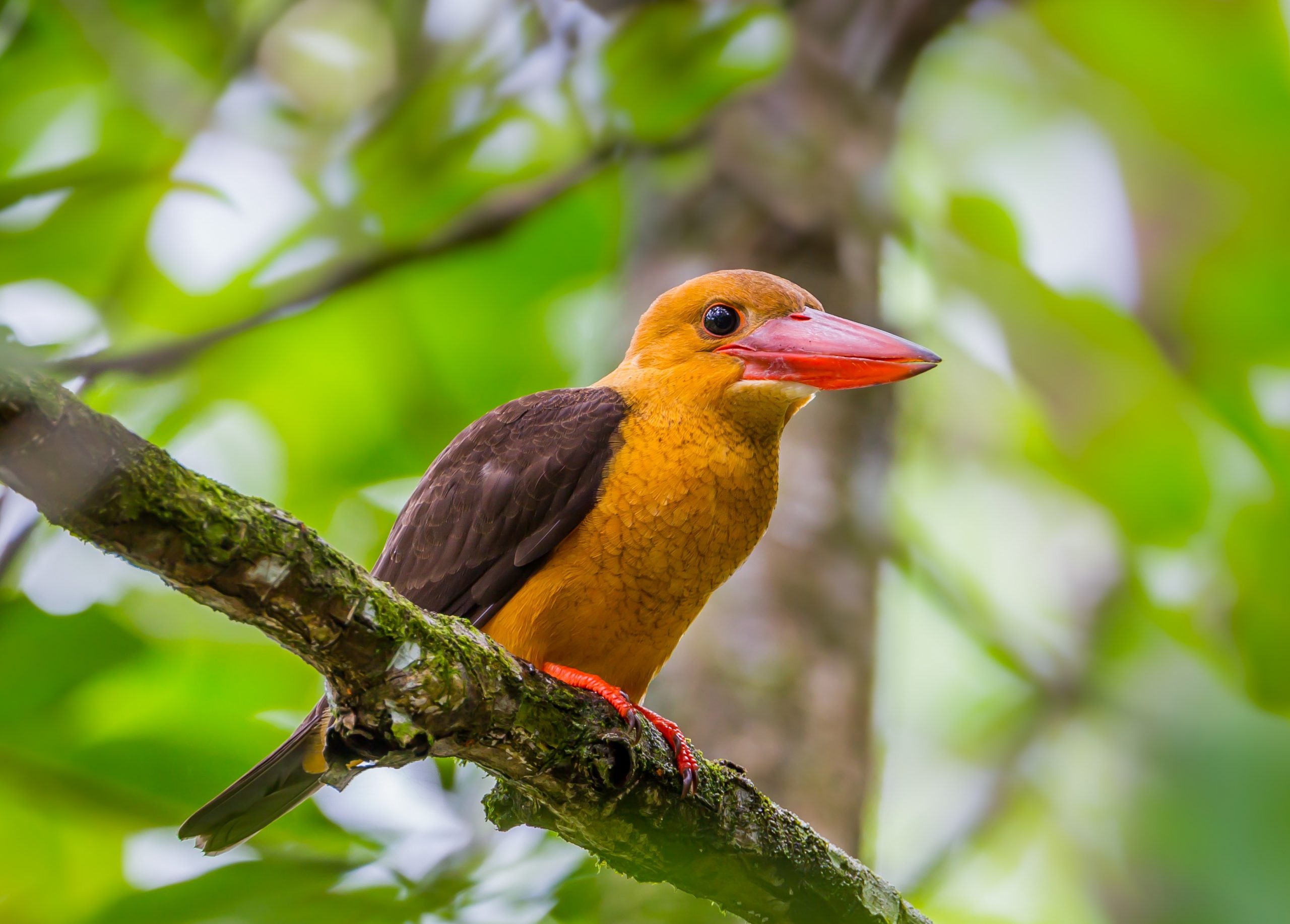 Physical changes in birds evolved separately from earlier migrations ...