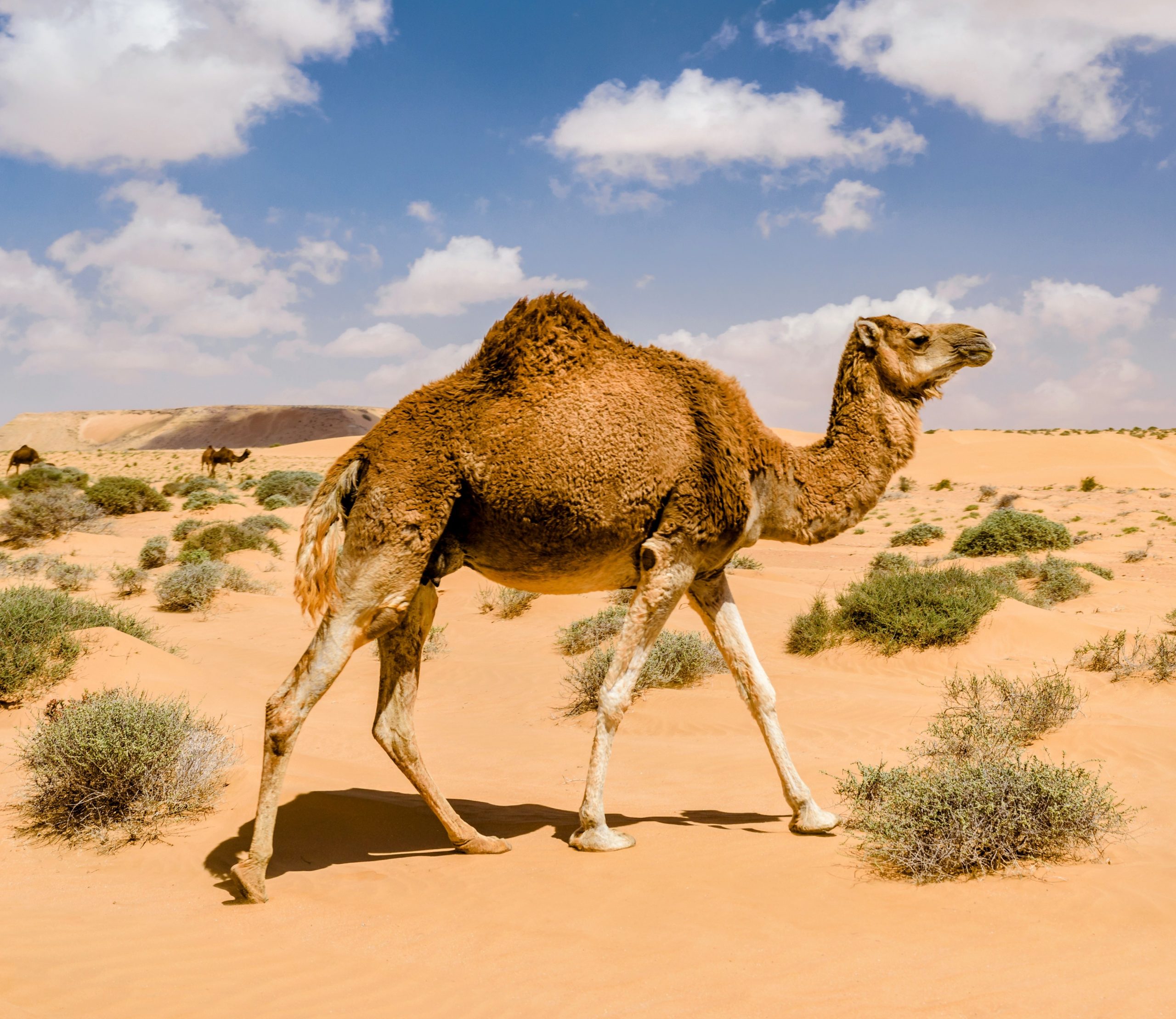 How Do Arabian Camels Survive For Weeks Without Water Earth How Do Arabian Camels Survive For Weeks Without Water Earth