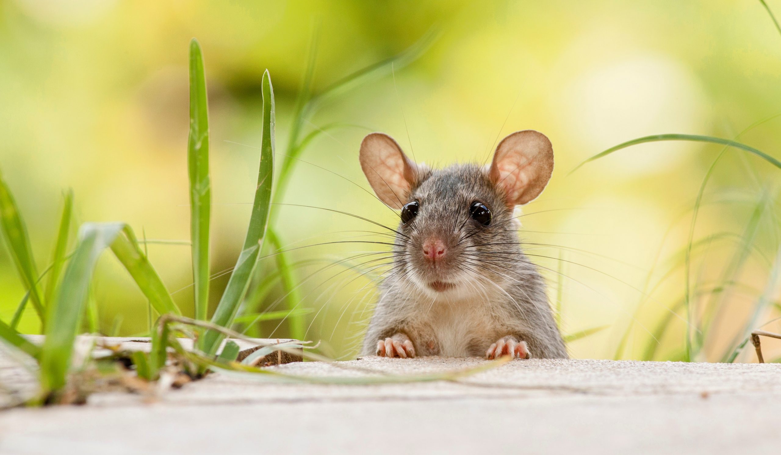 Extinct mouse found alive and well in Western Australia - Earth.com