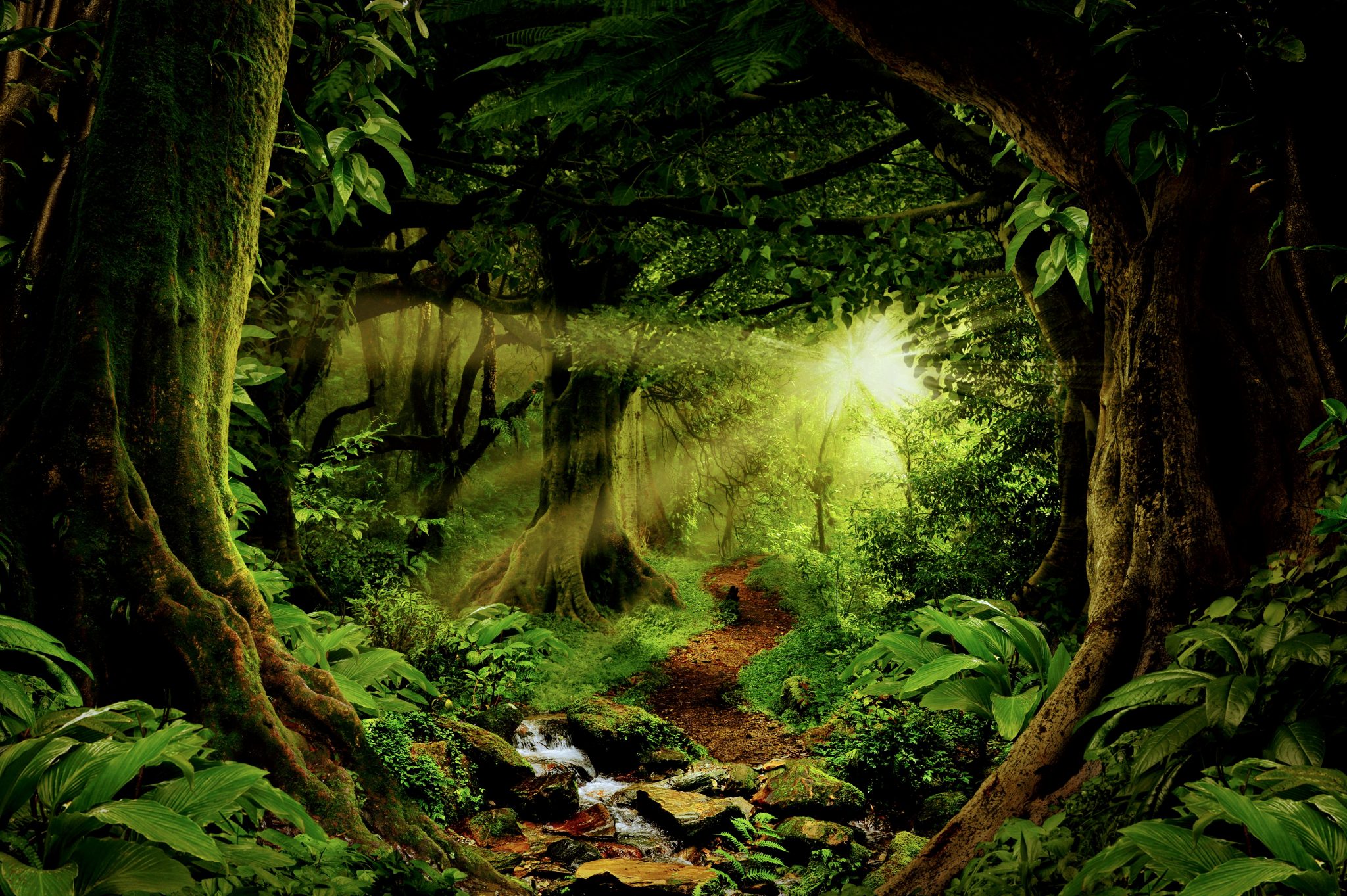 Plants become less competitive in the deep shade • Earth.com