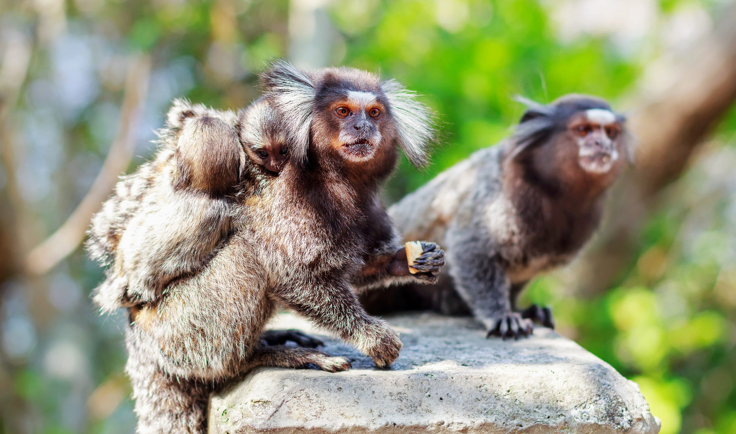 Monkeys depend on social interactions for language development - Earth.com