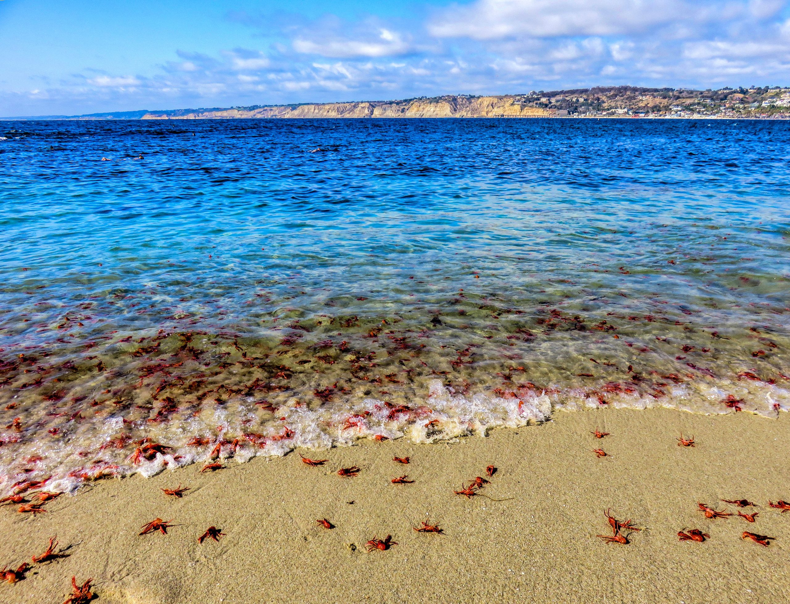 Strong ocean currents push red crabs far out of their range - Earth.com