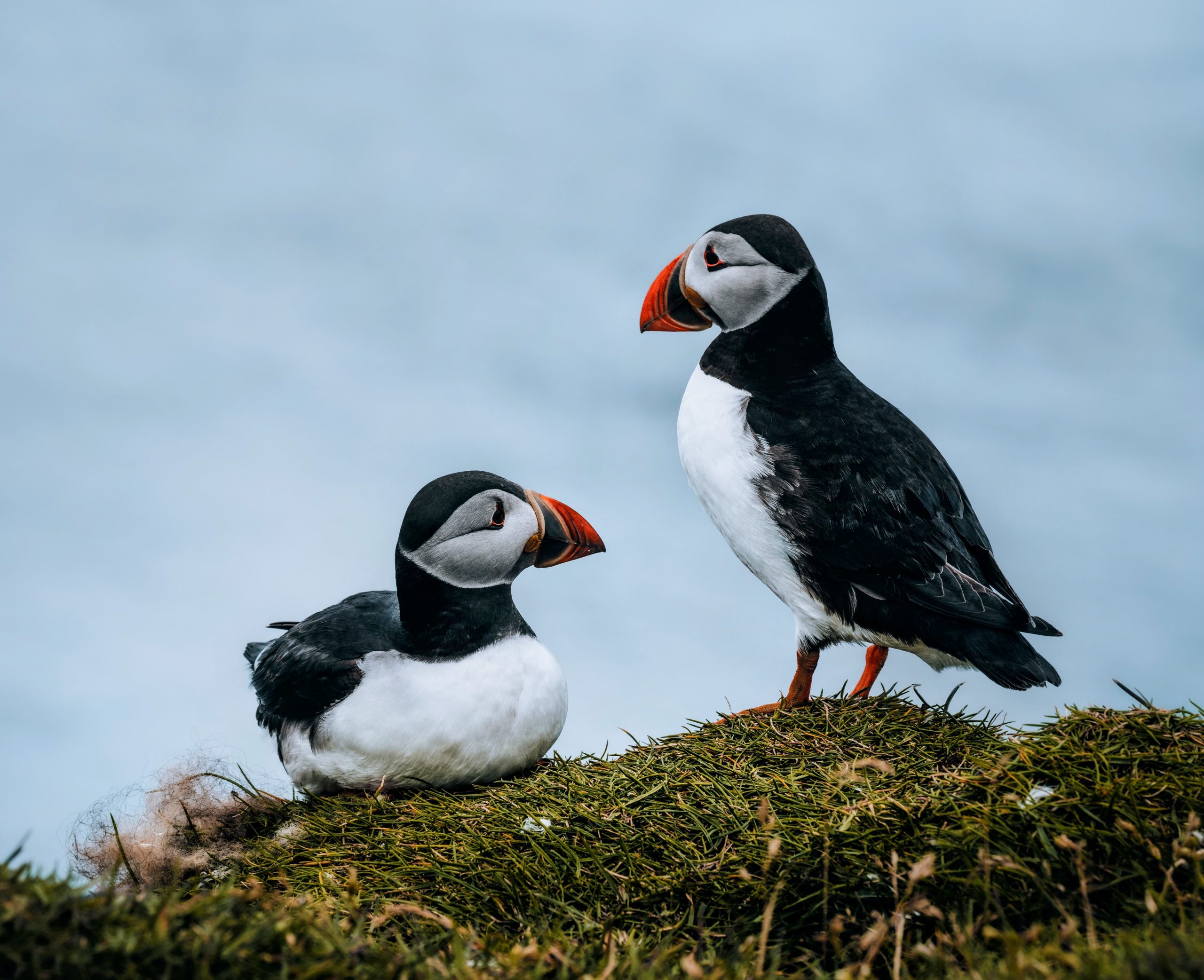 Seabirds create a "halo" of depleted fish - Earth.com
