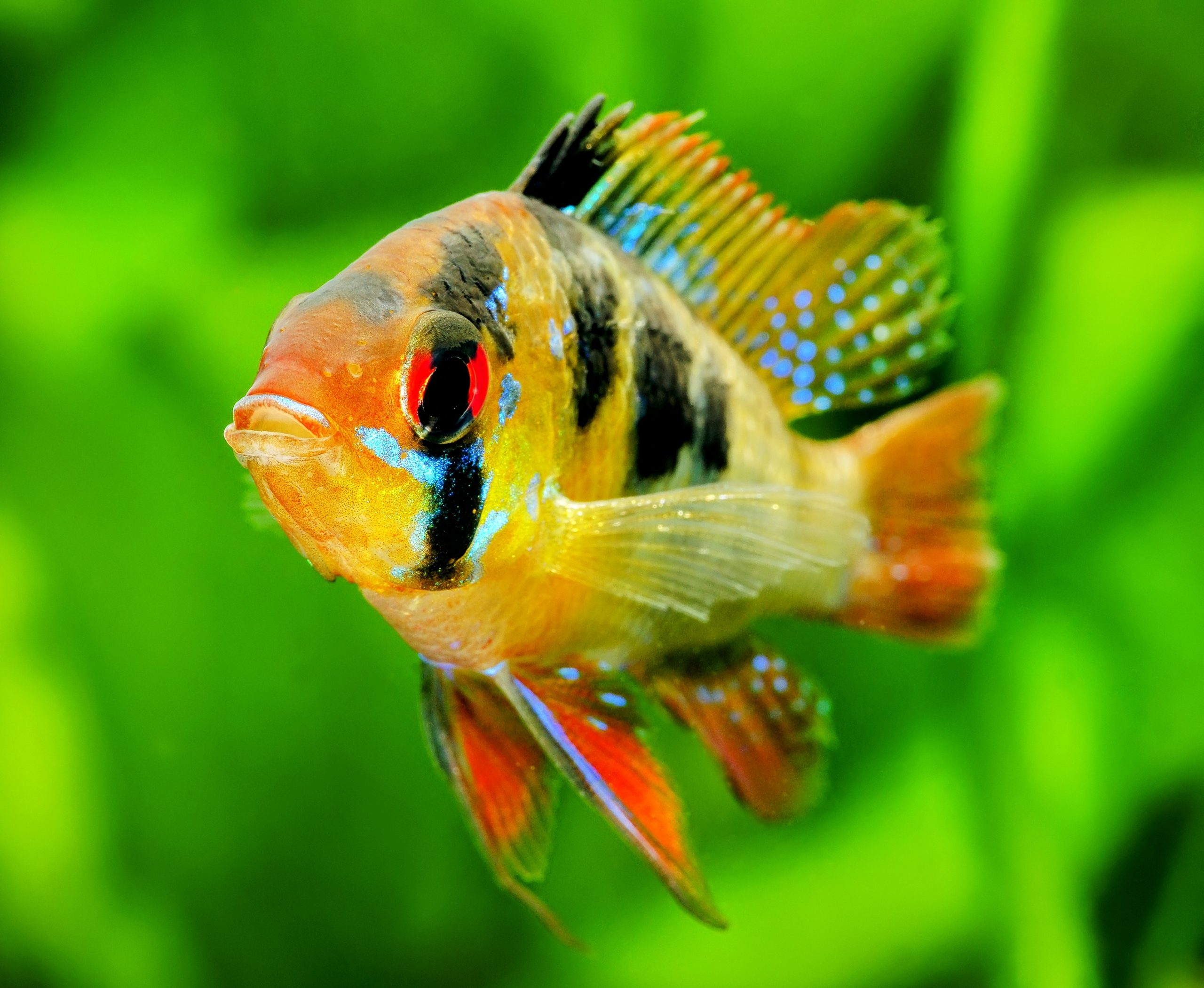 Drug pollution becomes addictive for fish - Earth.com