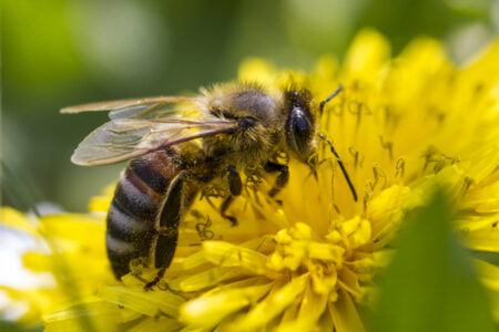 What Is The Rusty Patch Bumble Bee? - Earth.com
