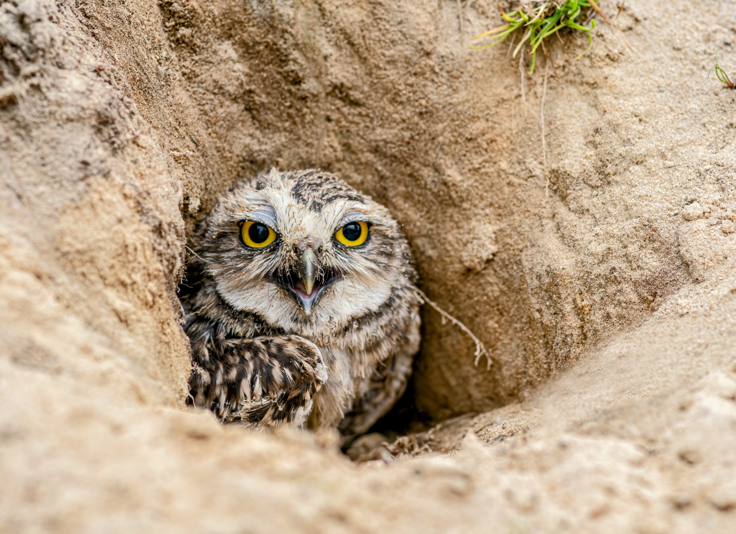 Animals can show us how they will respond to climate change - Earth.com