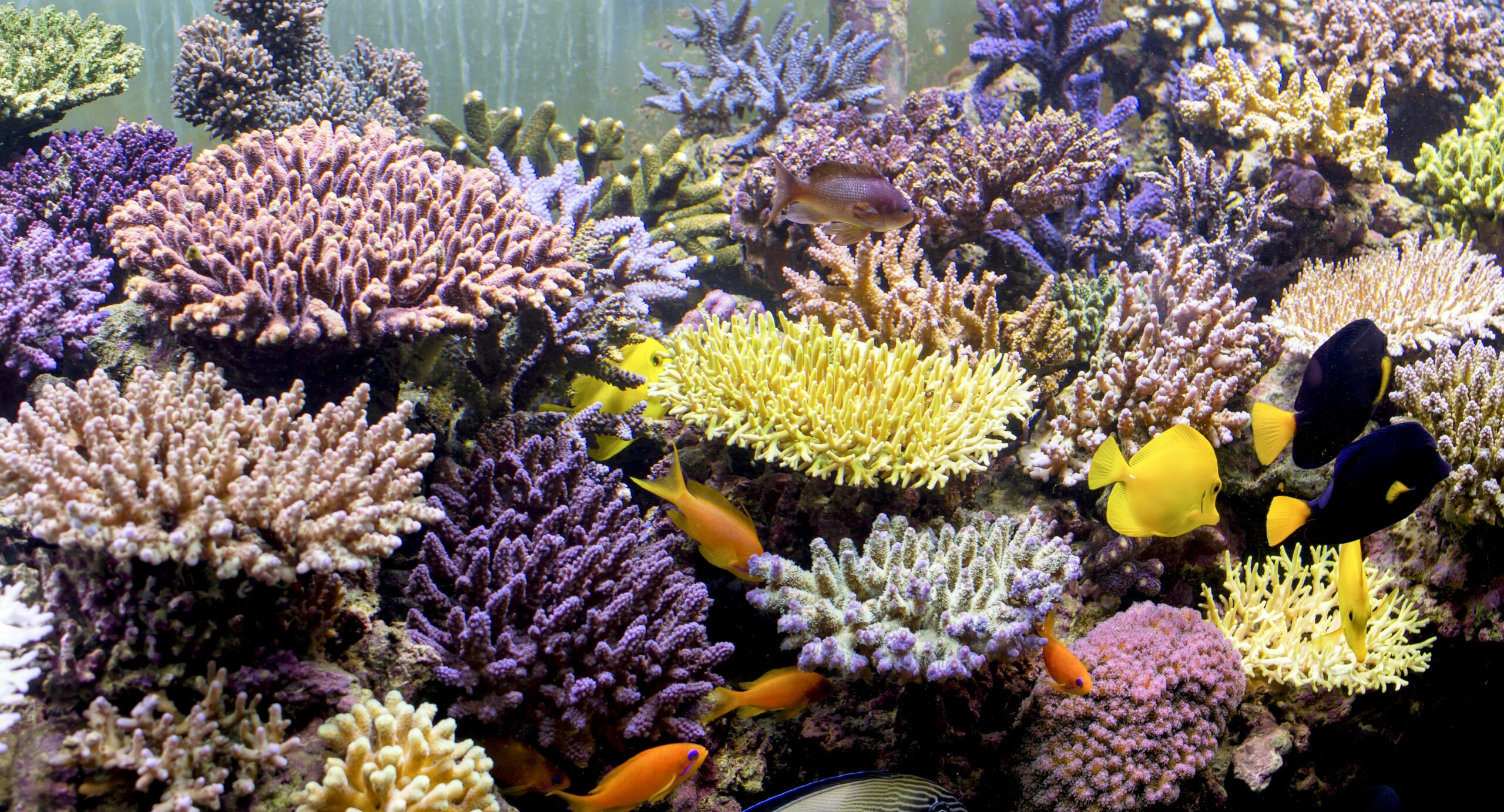 Individual corals seen engulfing algae for the first time - Earth.com