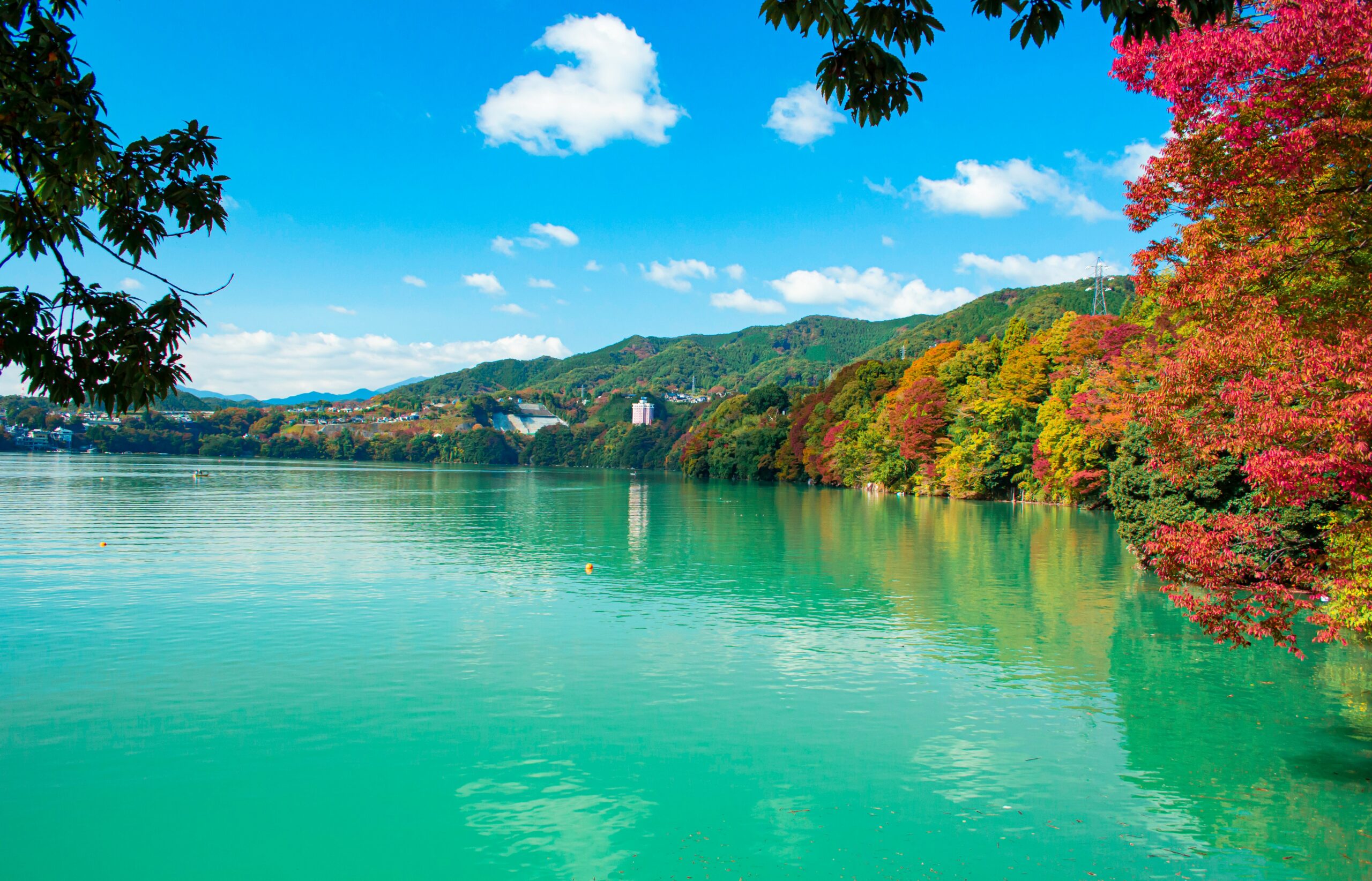Algae species with three sexes discovered in Japan - Earth.com