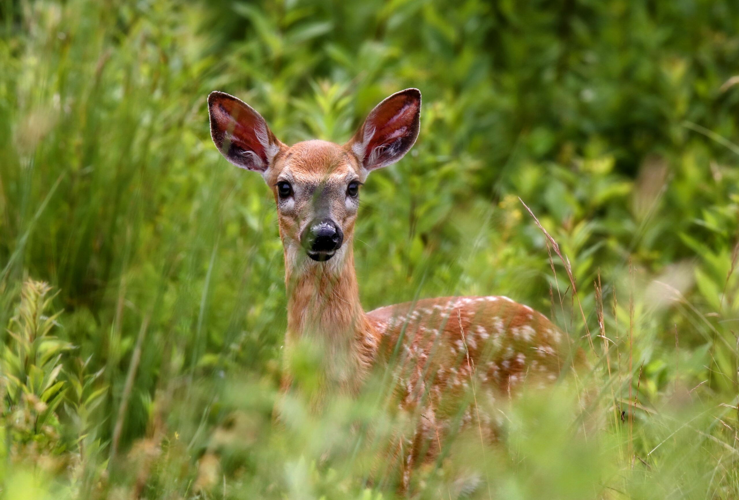 Constant danger leaves deer fawns in a state of burnout - Earth.com