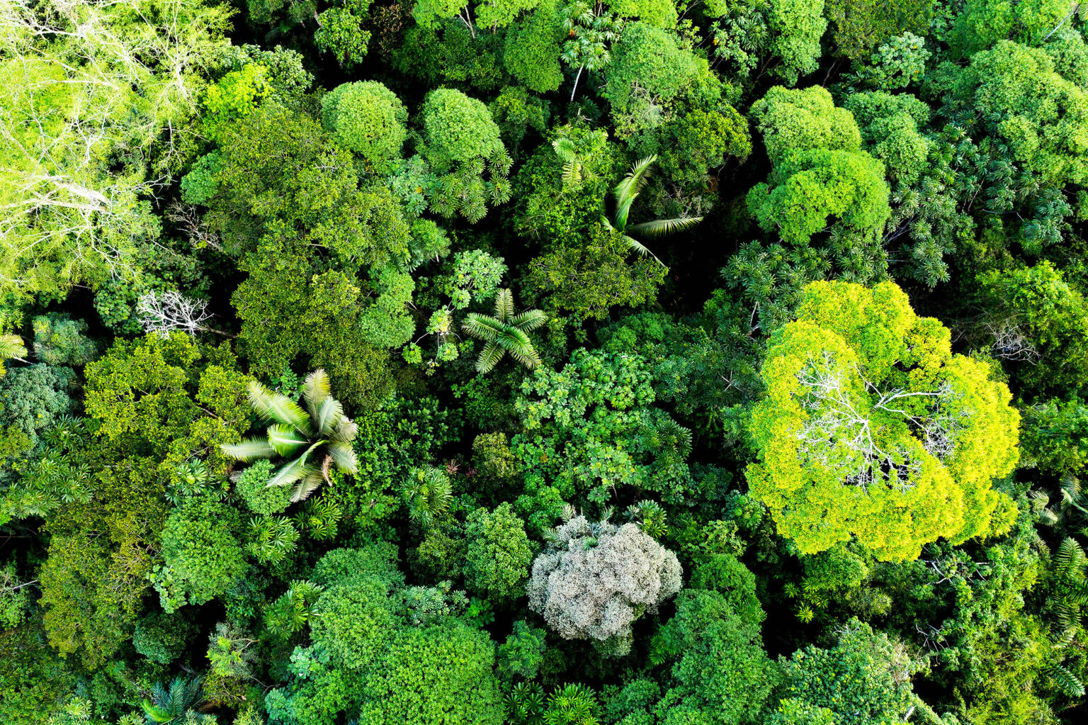 A Beginner's Guide to Tree Identification - Earth.com