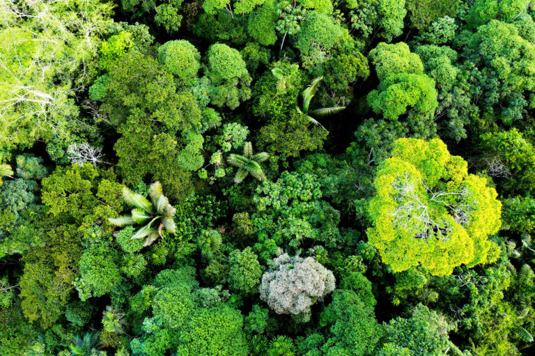 A Beginner's Guide to Tree Identification - Earth.com